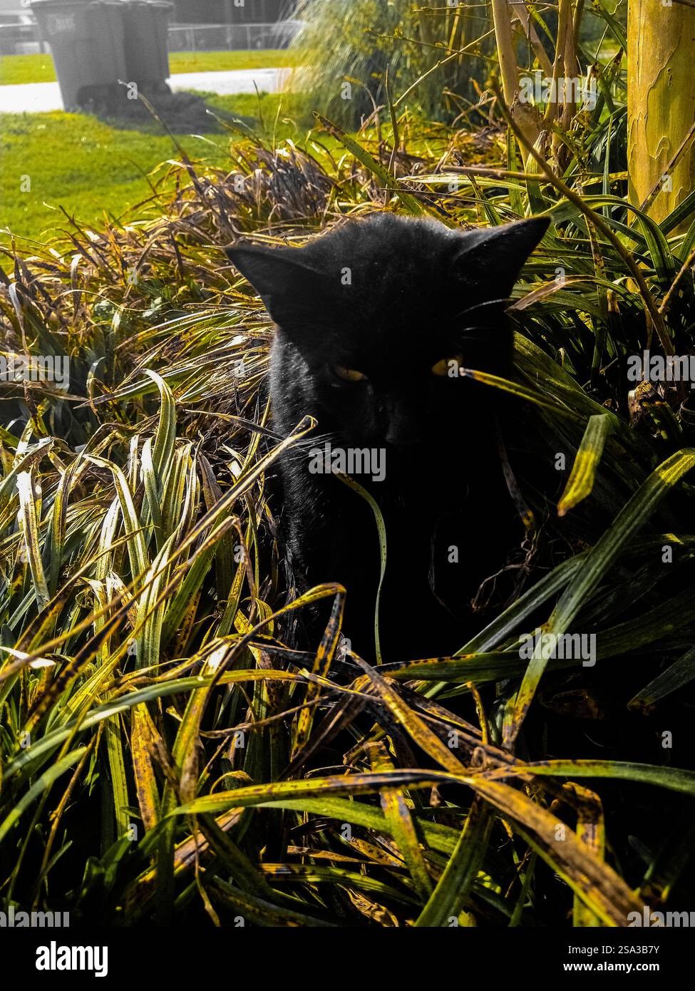 A black beauty staring down Stock Photo - Alamy