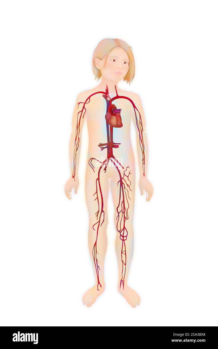Blood circulation, illustration Blood circulation, illustration 016889 ...