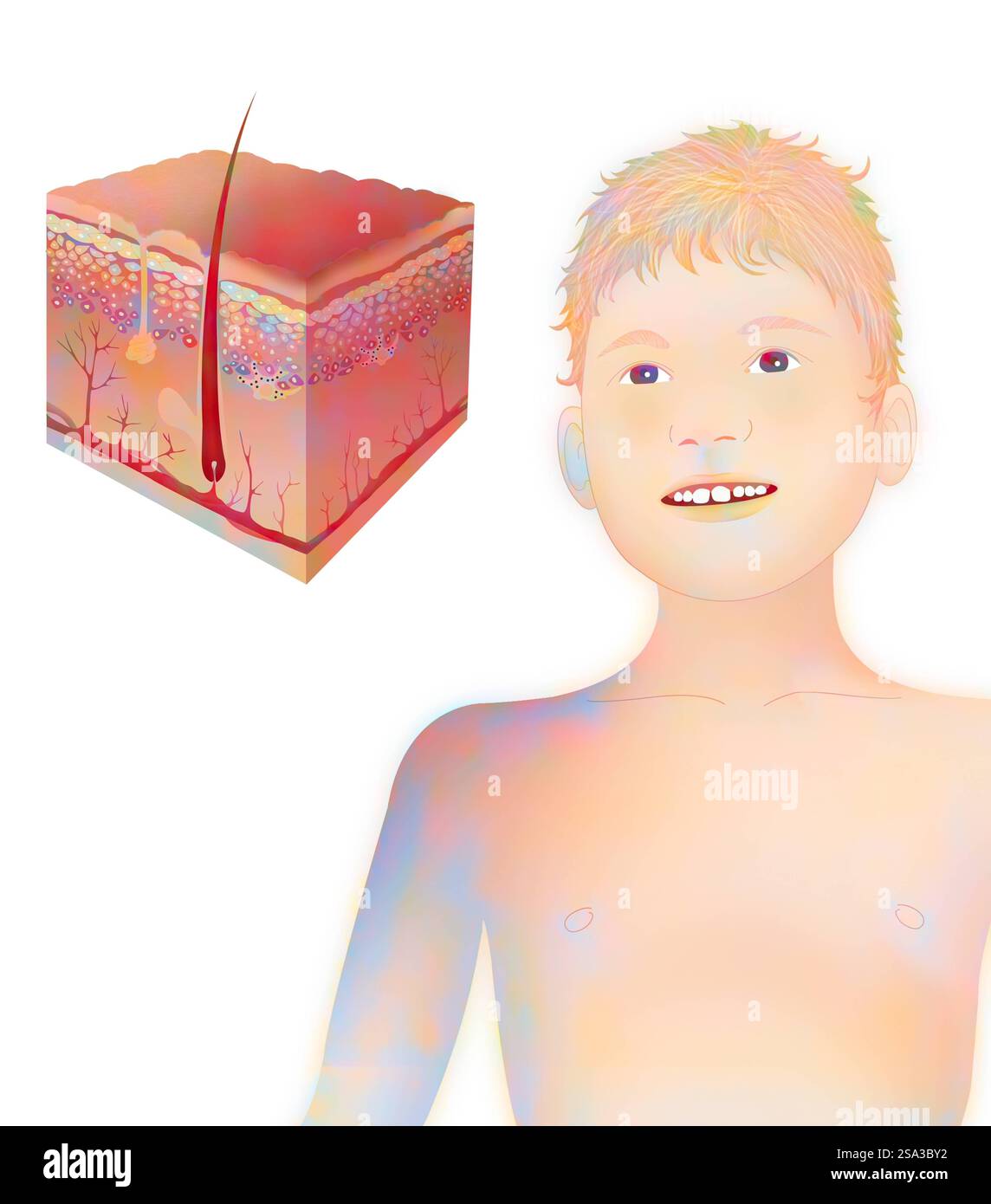 Male anatomy drawing hi-res stock photography and images - Alamy