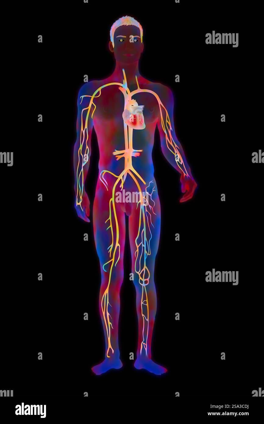 Blood circulation, illustration Blood circulation, illustration 016889 ...