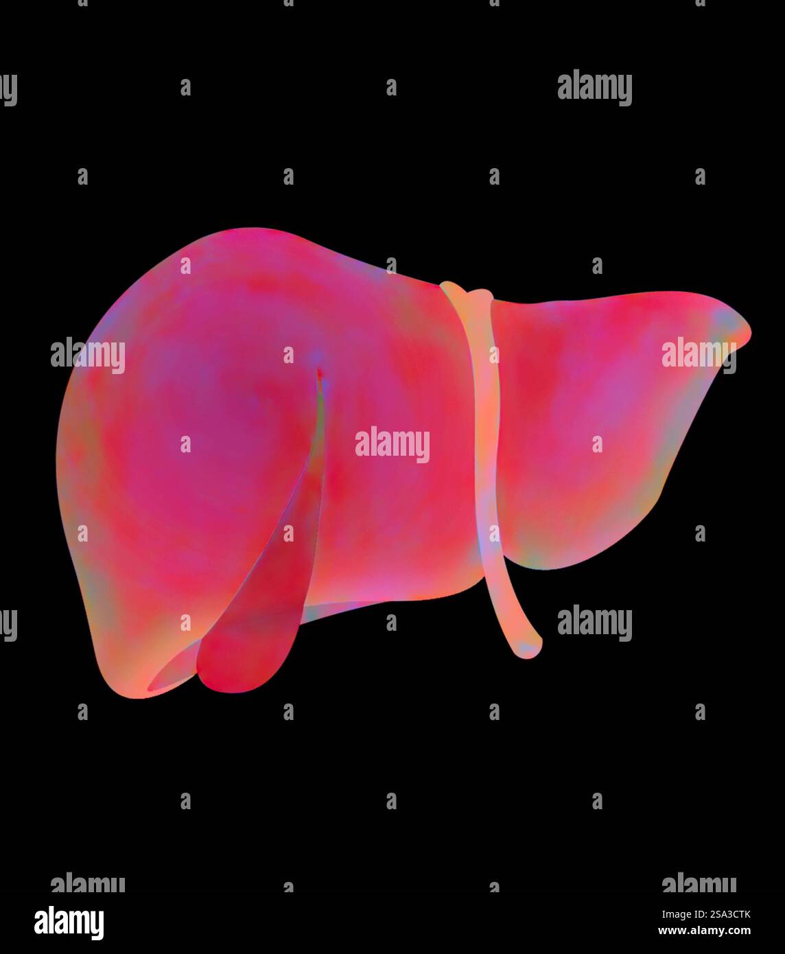 Liver, drawing Liver, drawing 016889 260 Stock Photo - Alamy
