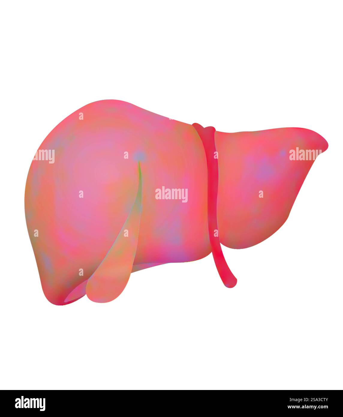 Liver, drawing Liver, drawing 016889 259 Stock Photo - Alamy