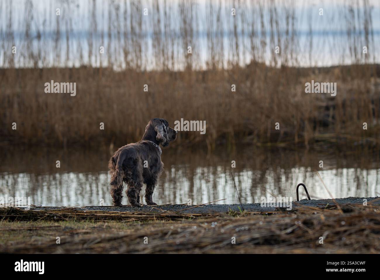 Chocolate brown Cocker Spaniel standing on harbour pier. Brown Cocker ...
