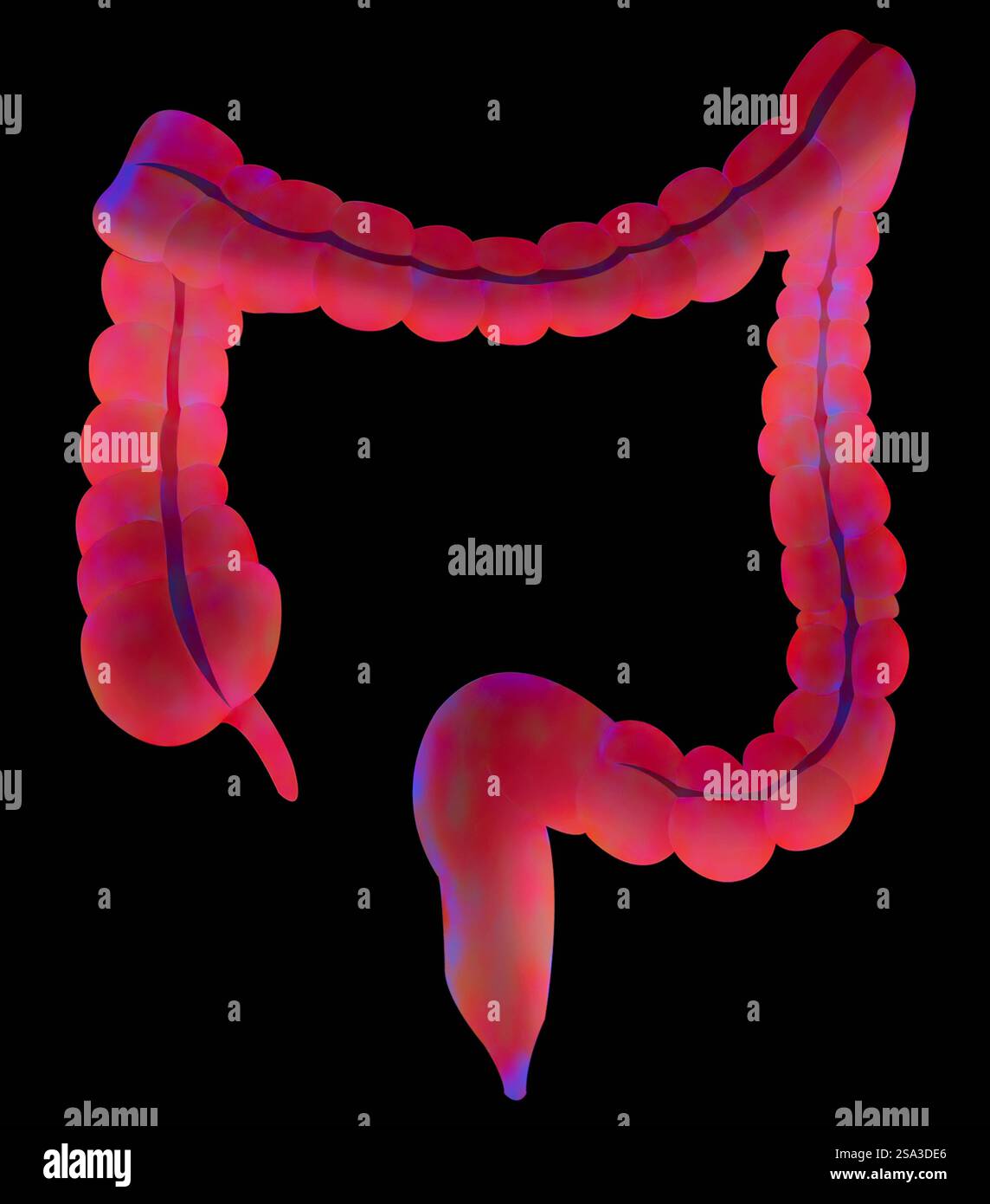 Transverse colon hi-res stock photography and images - Alamy