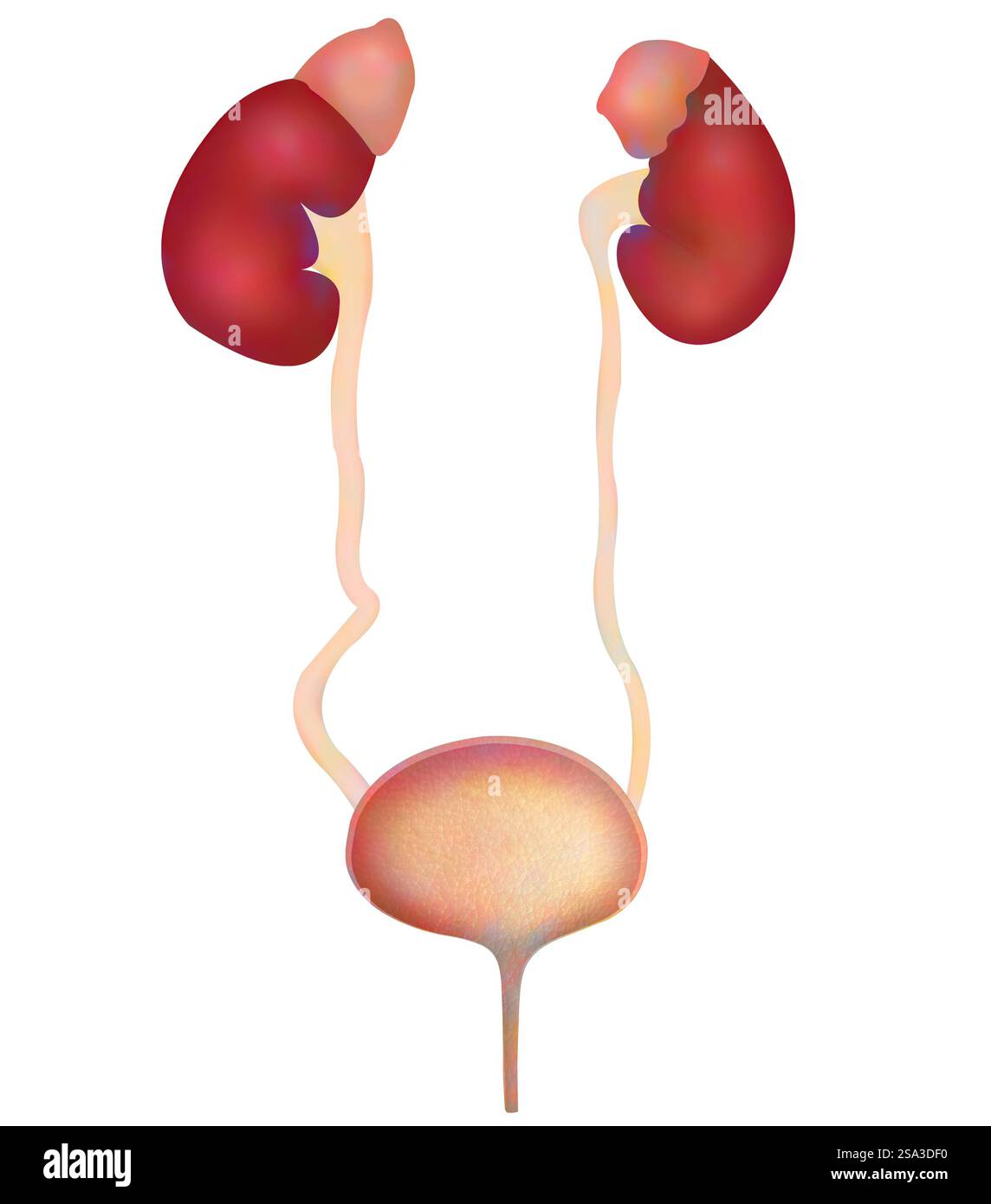 Urinary system drawing hi-res stock photography and images - Alamy