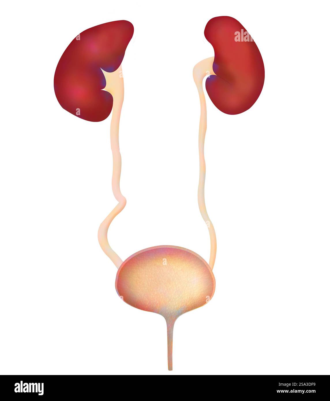 Urinary system, drawing Urinary system, drawing 016889 269 Stock Photo ...