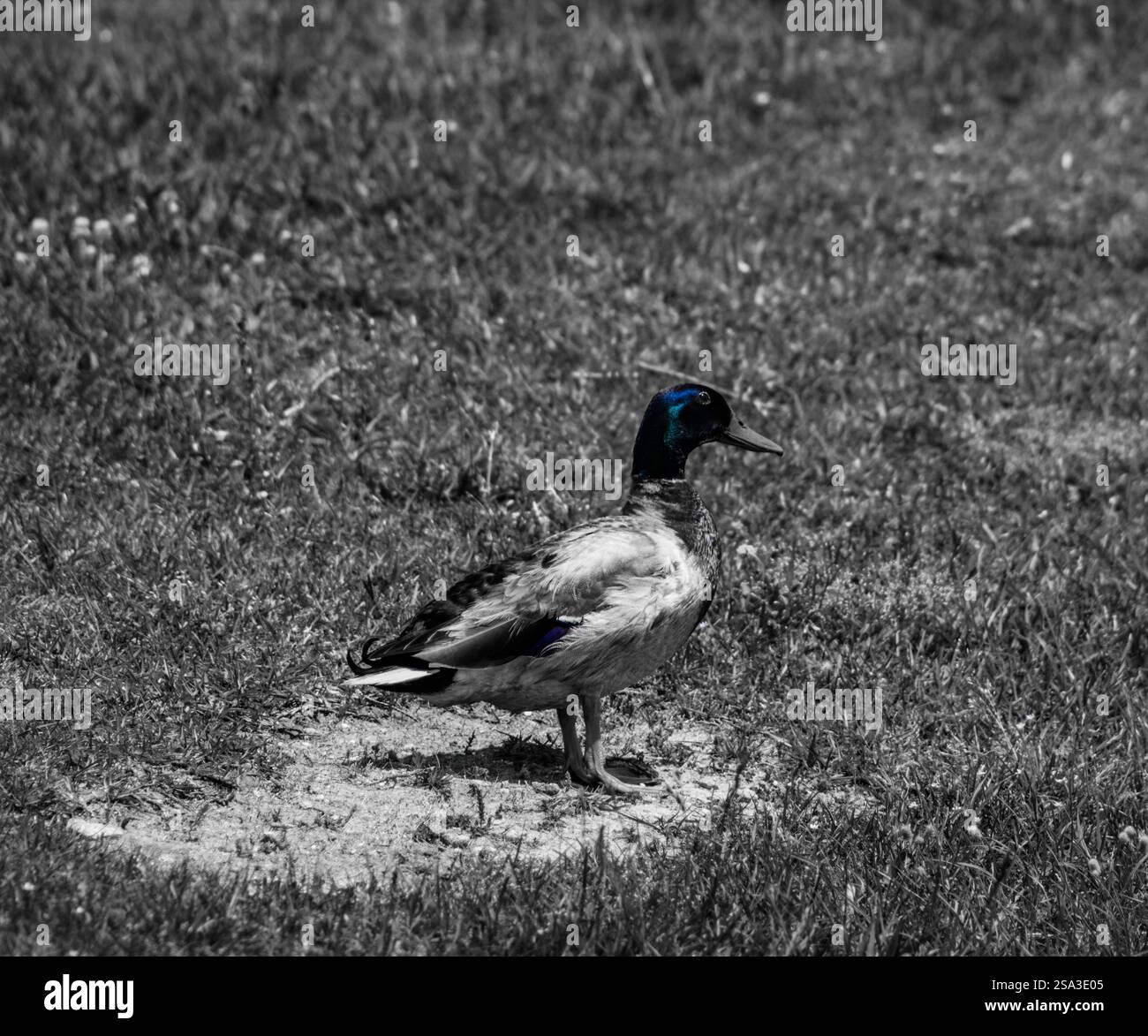 waterfowls in their habitat outside Stock Photo - Alamy