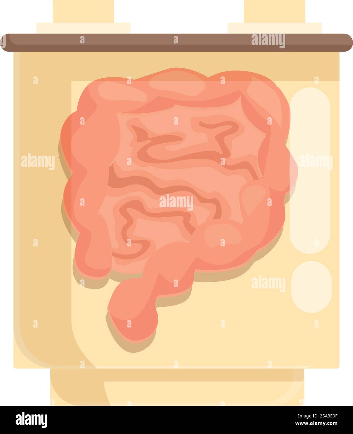 Educational cartoon poster of the human digestive system anatomy with ...