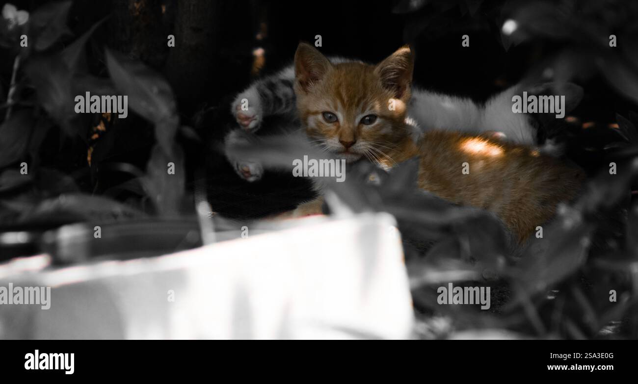 I see you Stock Photo - Alamy