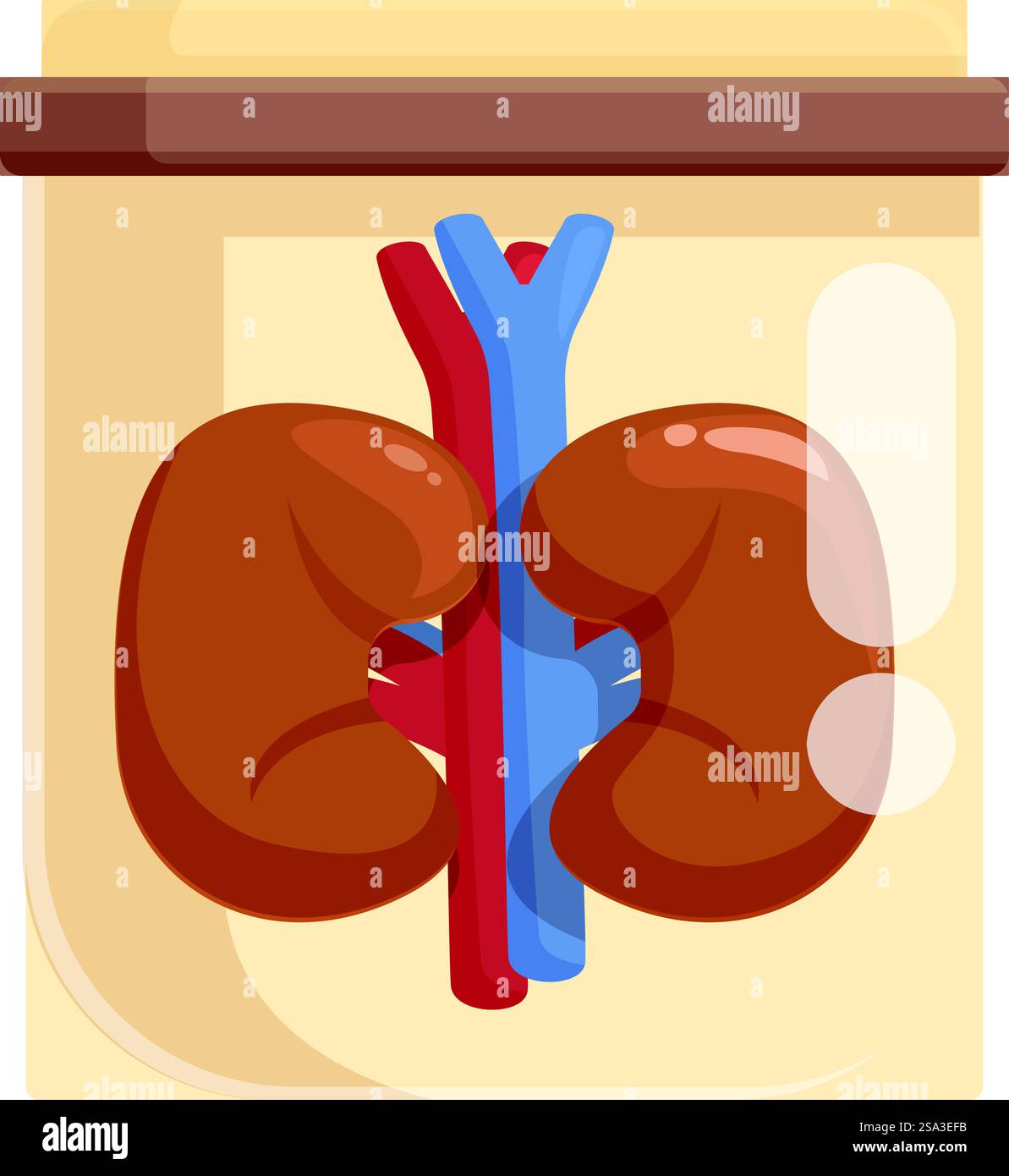 Detailed medical illustration of human kidney anatomy and vascular structure for educational ...