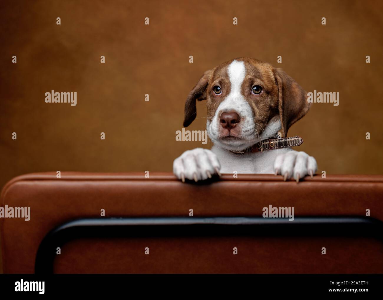 Feet on back of chair hi-res stock photography and images - Alamy