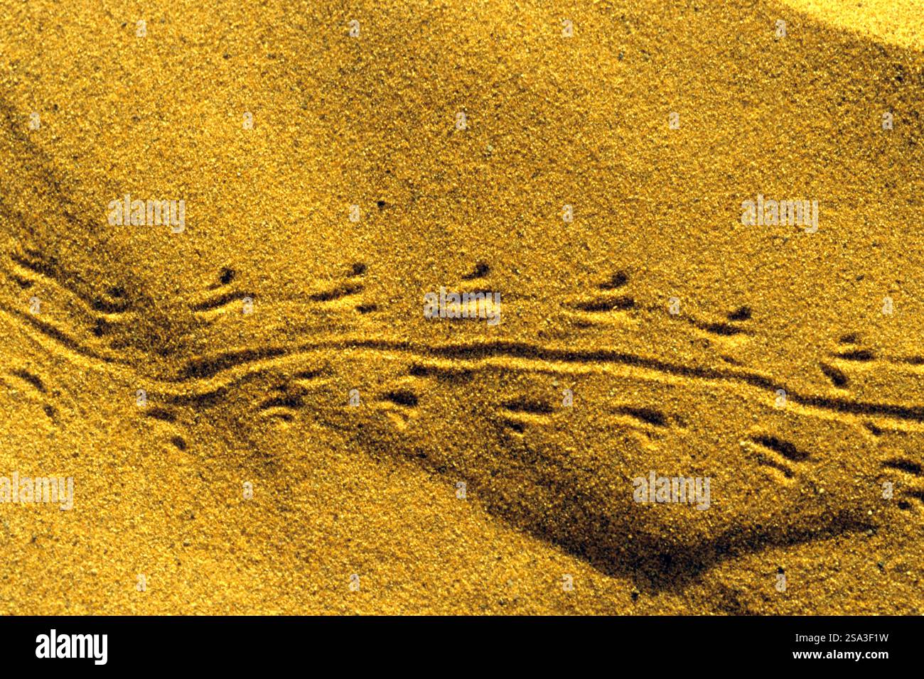Sahara. Desert. Scorpion Tracks on the Sand Stock Photo - Alamy