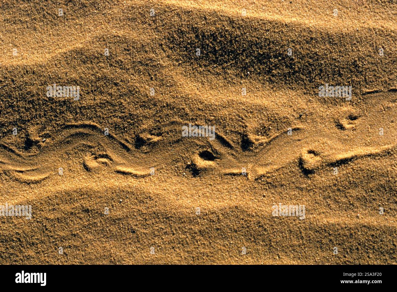 Sahara. Desert. Viper Tracks on the Sand Stock Photo - Alamy