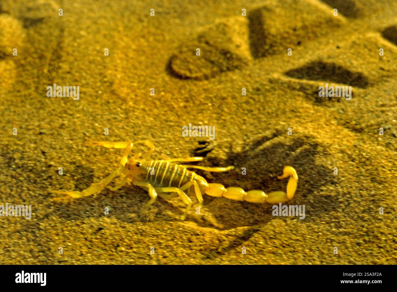 Sahara. Desert. Scorpion Stock Photo - Alamy
