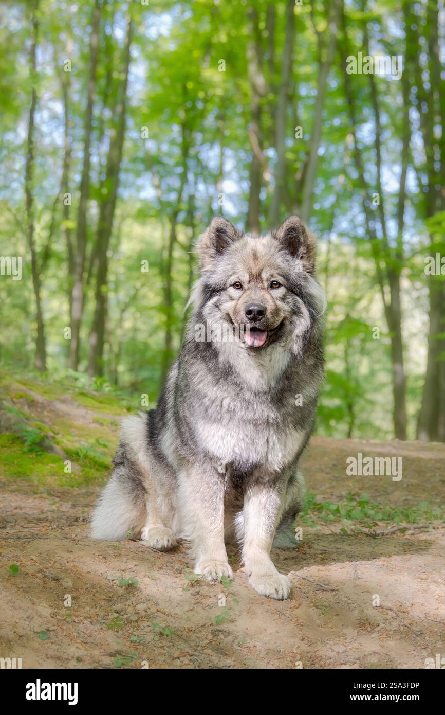 Beech wood tongue hi-res stock photography and images - Alamy