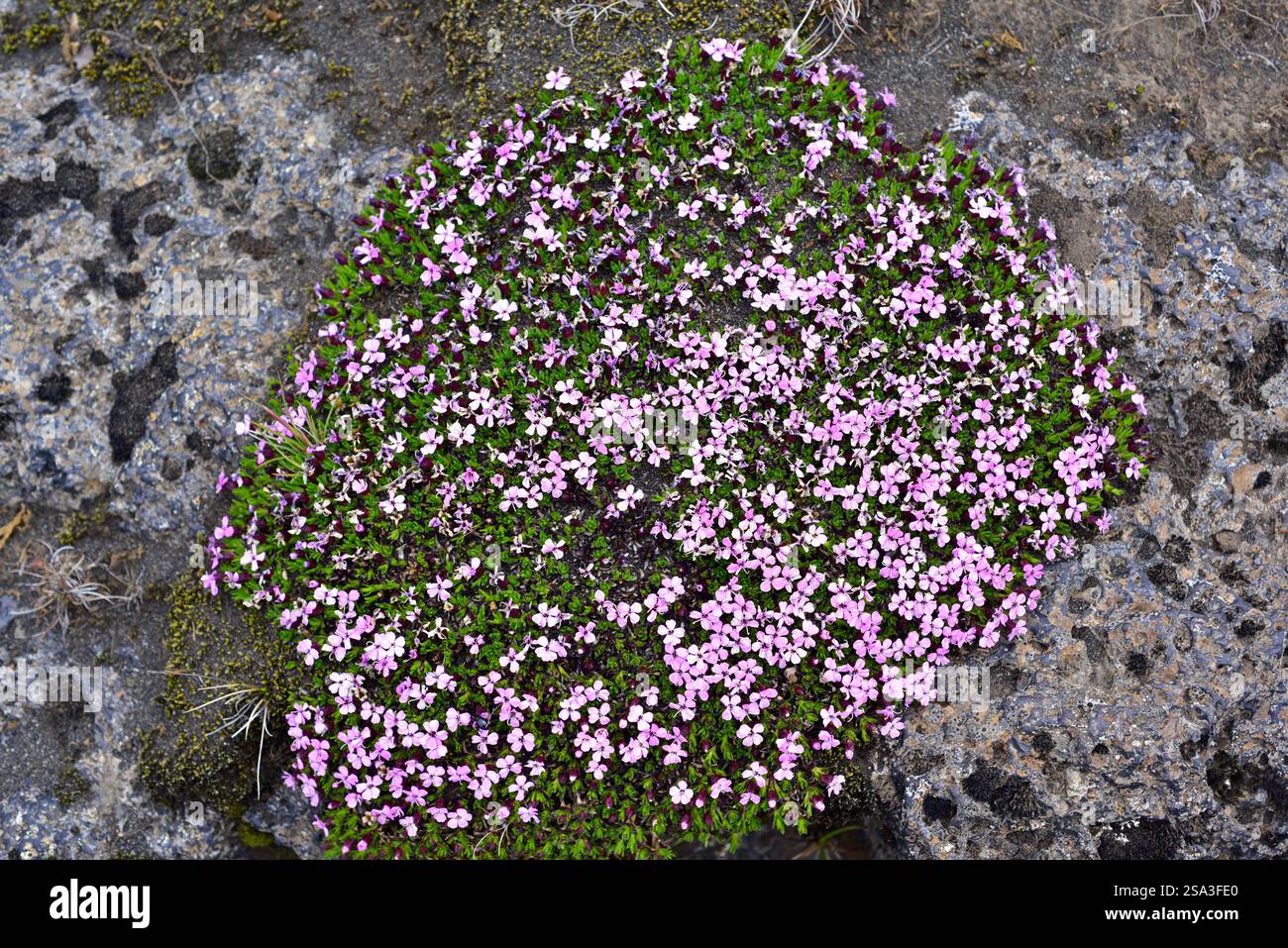 Moss campion (Silene acaulis) is a perennial herb native to mountains ...