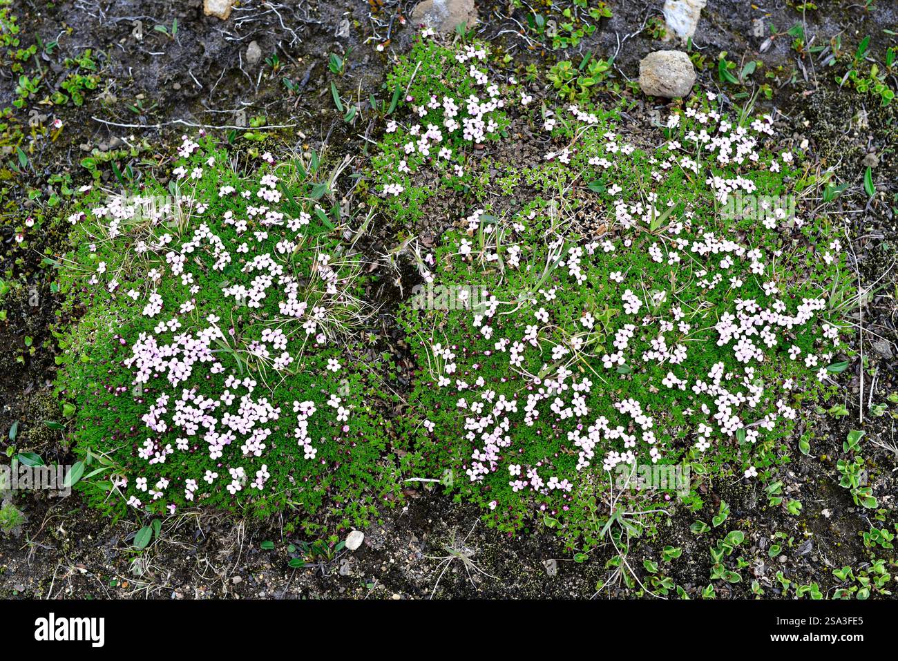 Moss campion (Silene acaulis) is a perennial herb native to mountains ...