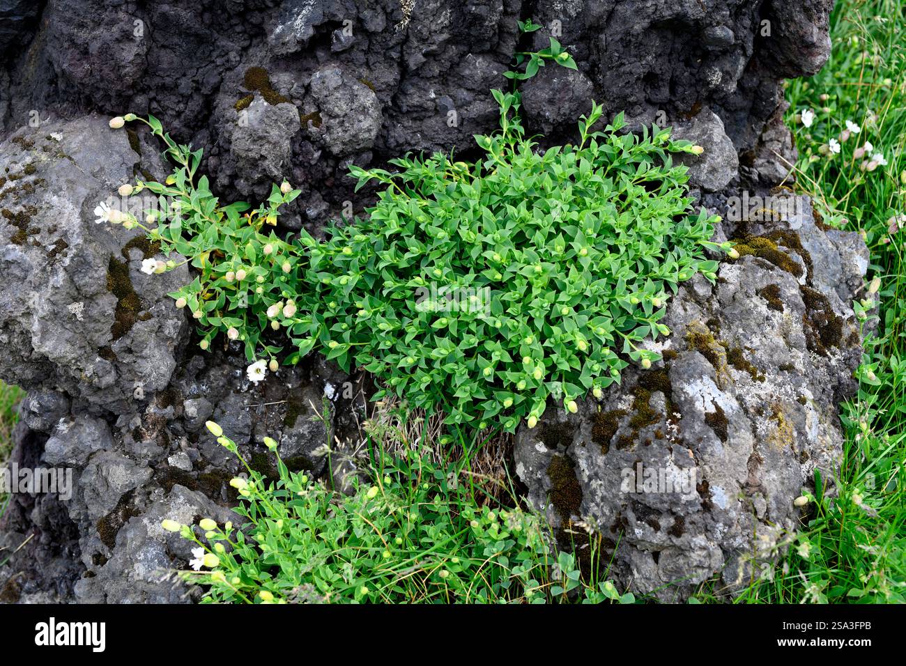 Sea campion (Silene uniflora islandica) is a perennial herb native to ...