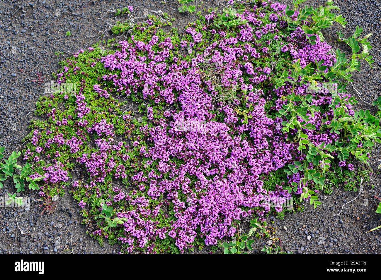 Wild thyme (Thymus praecox arcticus) is an edible (spicy) subshrub ...