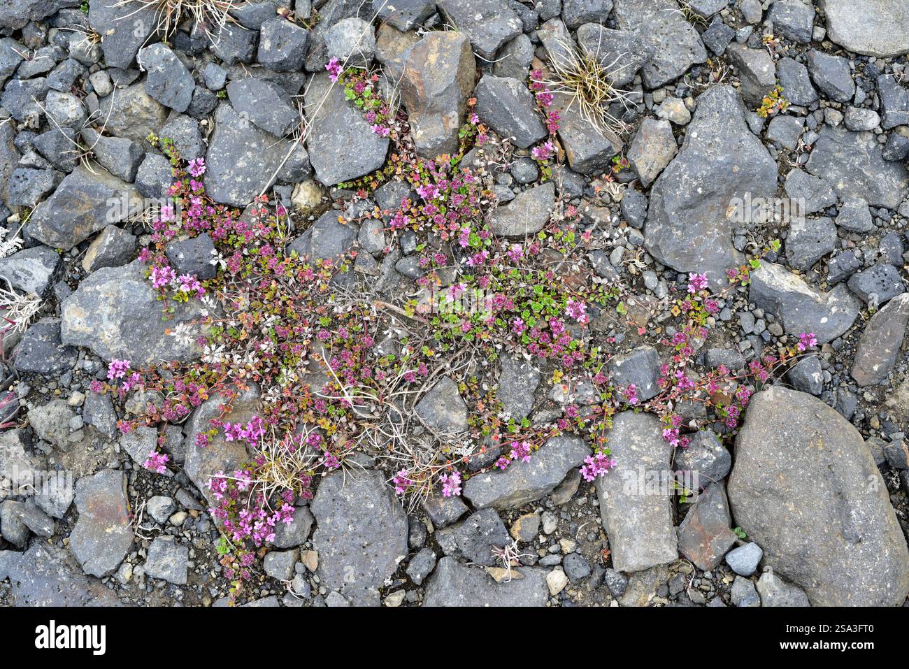 Wild thyme (Thymus praecox arcticus) is an edible (spicy) subshrub ...