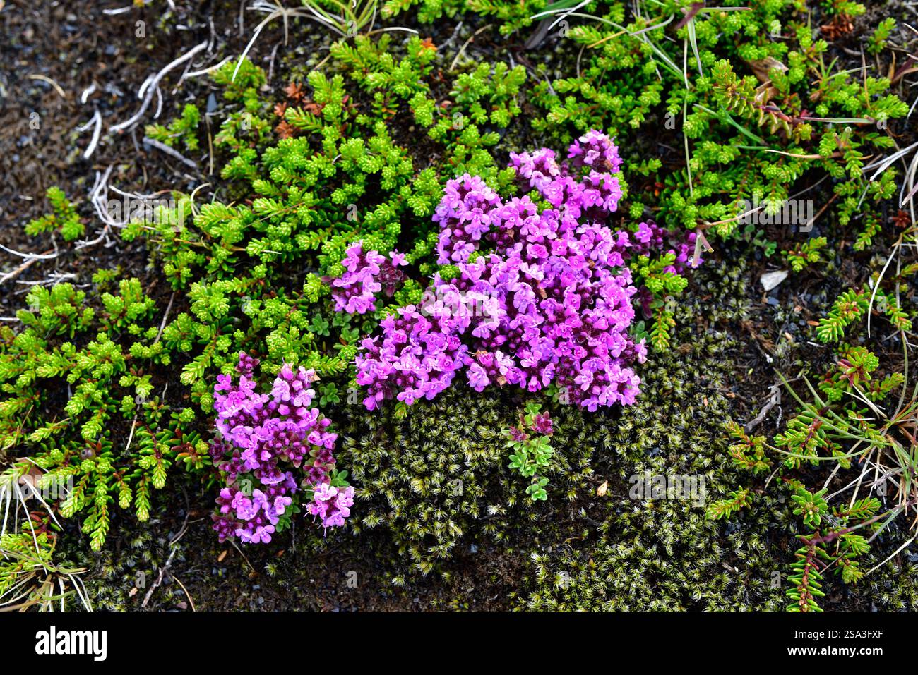Wild thyme (Thymus praecox arcticus) is an edible (spicy) subshrub ...