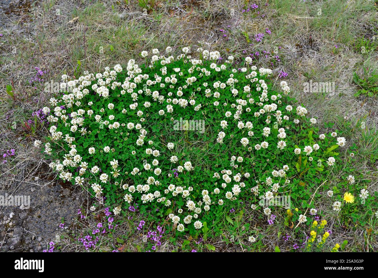 White clover (Trifolium repens) is a perennial herb native to Eurasia ...