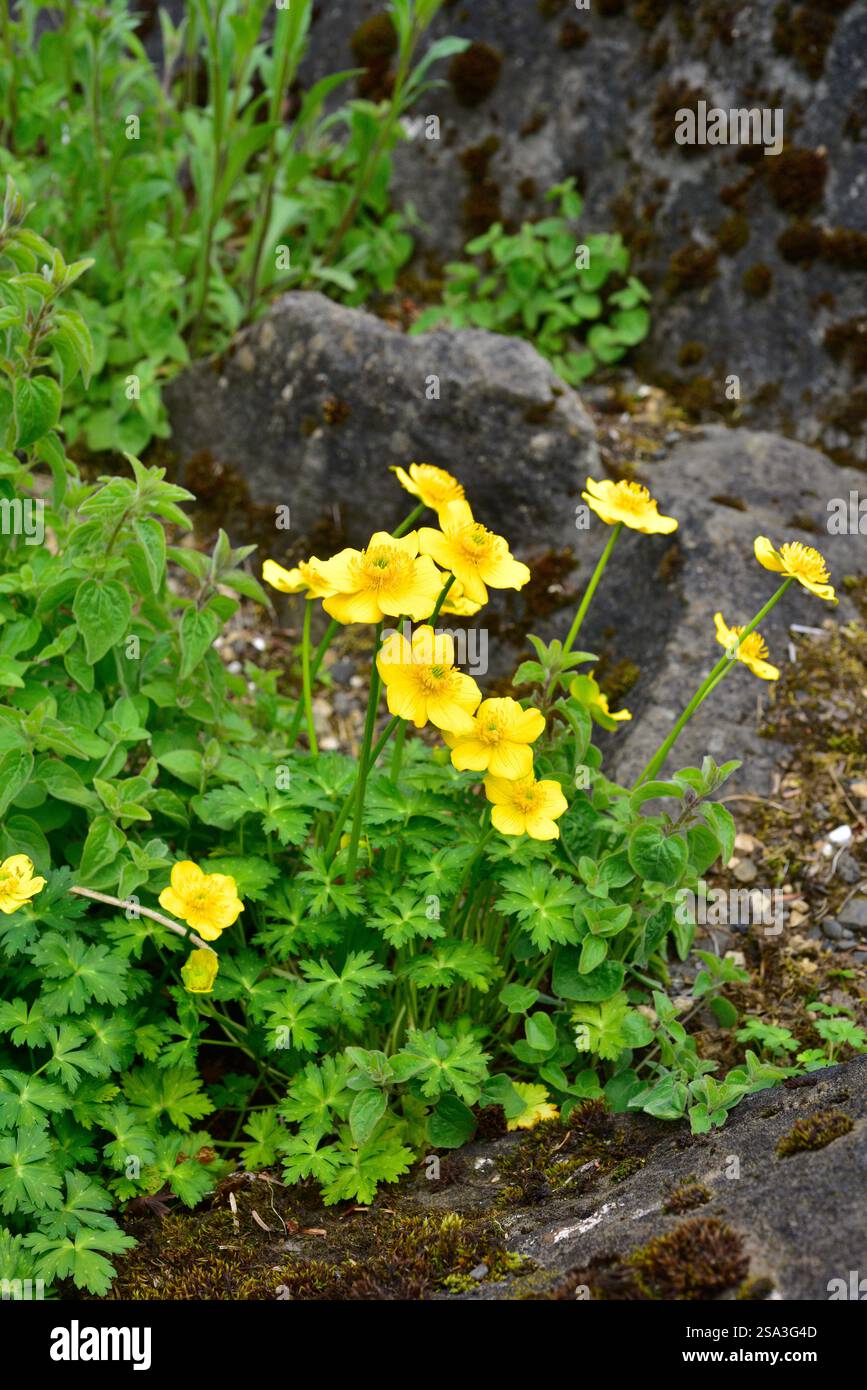 Trollius pumilus is a perennial herb native to Himalaya and mountains ...