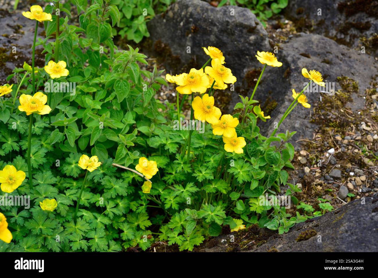 Trollius pumilus is a perennial herb native to Himalaya and mountains ...