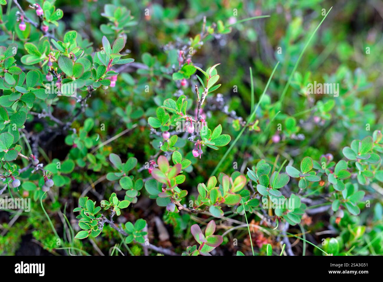 Bog bilberry or bog blueberry (Vaccinium uliginosum) is a deciduous ...