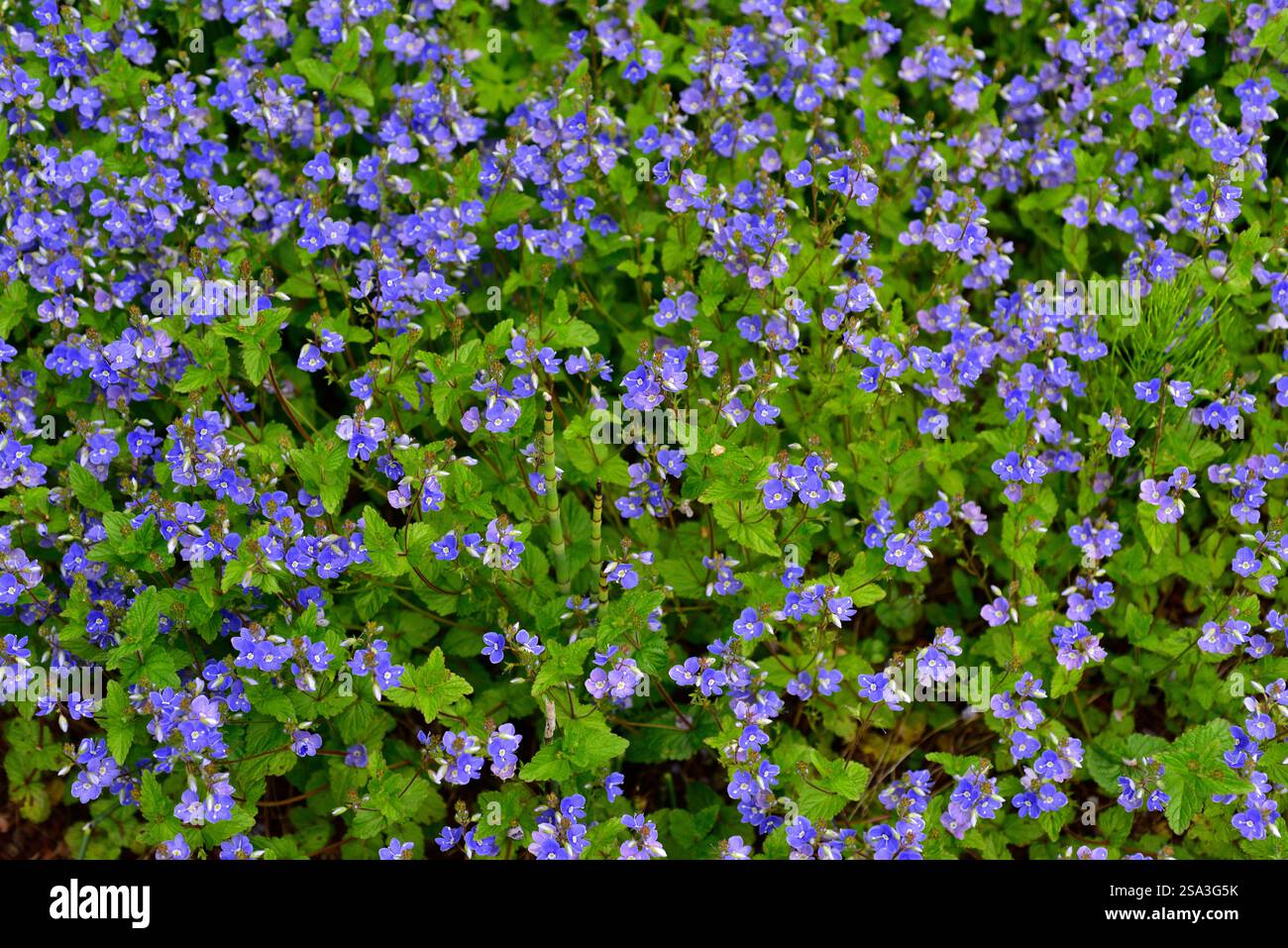 Germander speedwell (Veronica chamaedrys) is a medicinal perennial herb ...