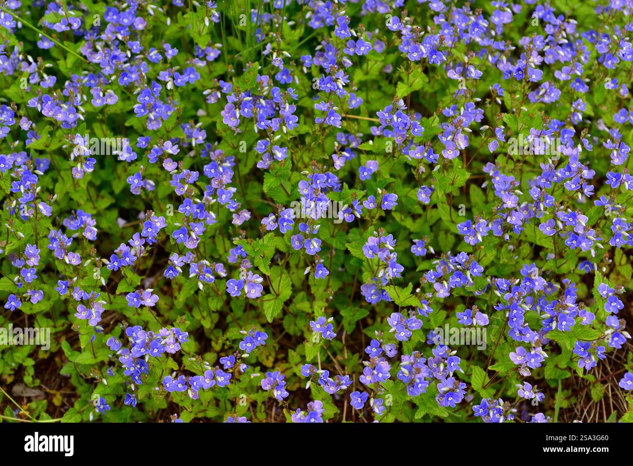 Germander speedwell (Veronica chamaedrys) is a medicinal perennial herb ...