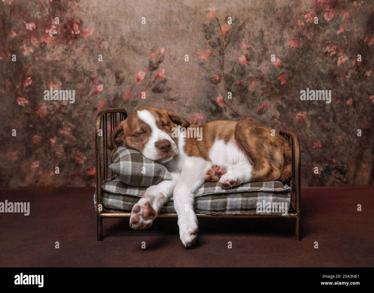 Puppy sleeping on bed prop Stock Photo - Alamy