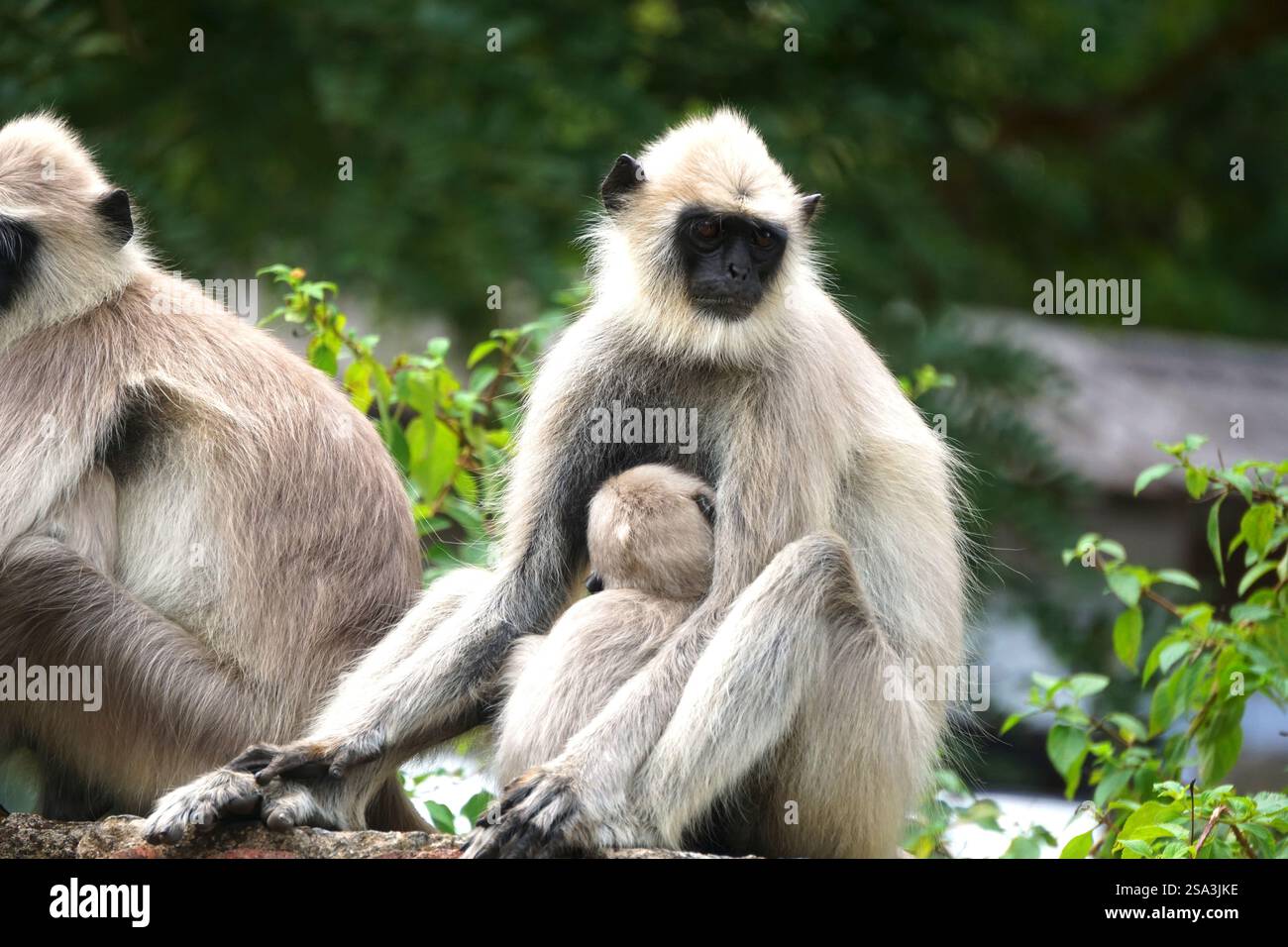 Monkey guards hi-res stock photography and images - Alamy