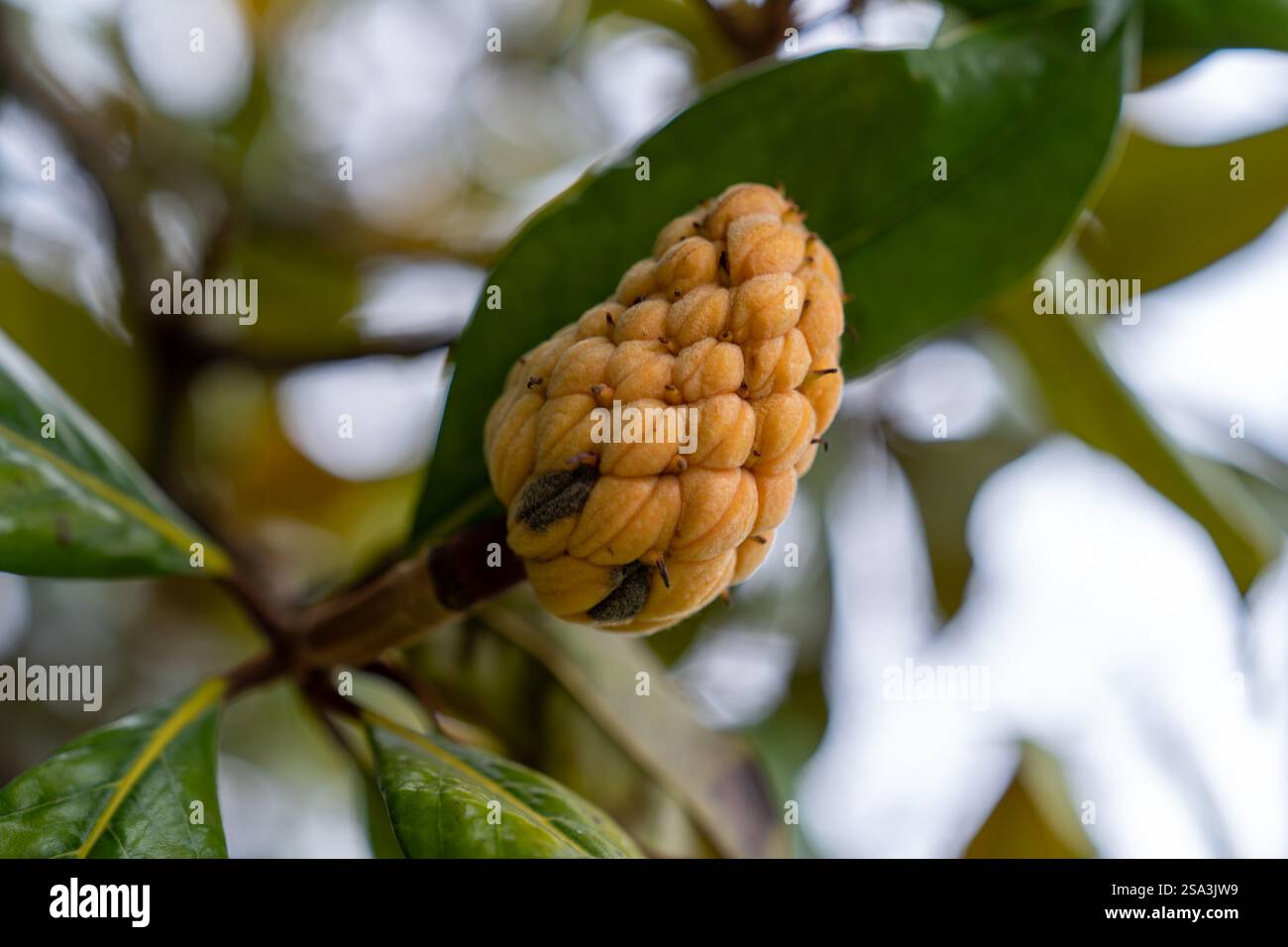 Unique fruit pod ripening on a tree amidst lush green foliage Stock ...