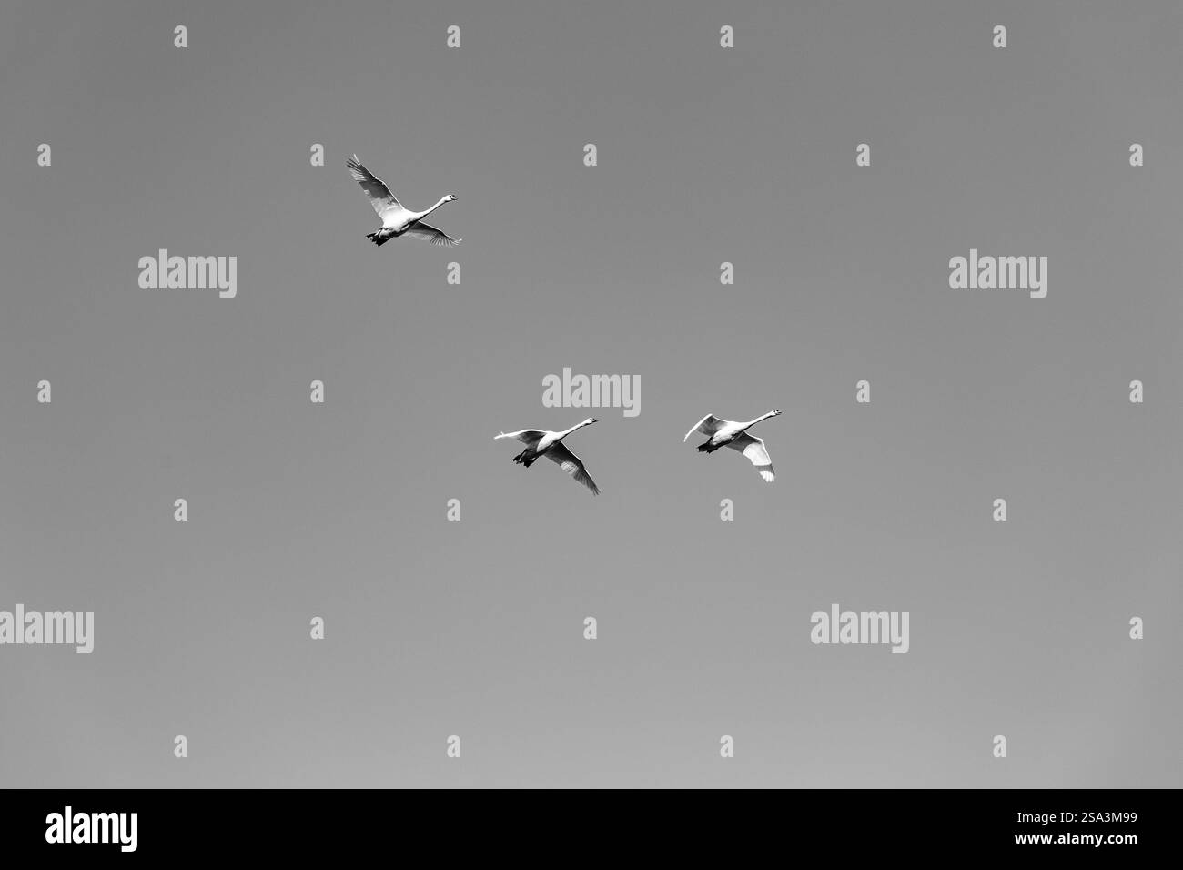 Migrotary bird hi-res stock photography and images - Alamy