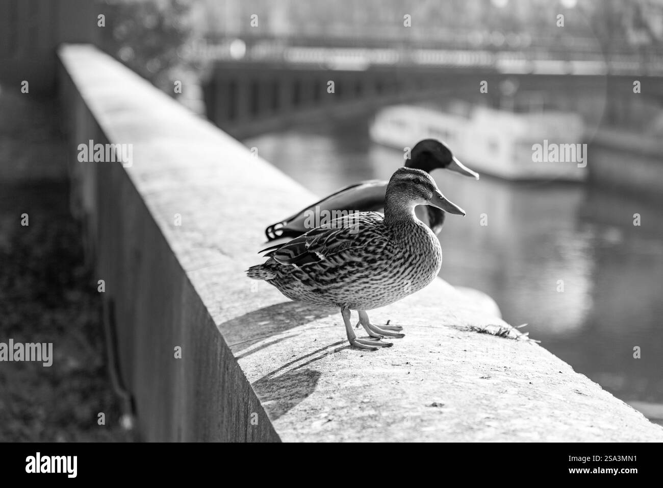 Wild birds in and around people hi-res stock photography and images - Alamy