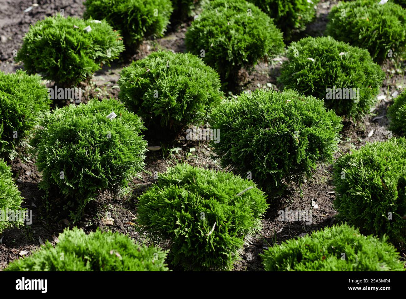 Background shot of clear rows of round shaped thuja shrubs for sale ...