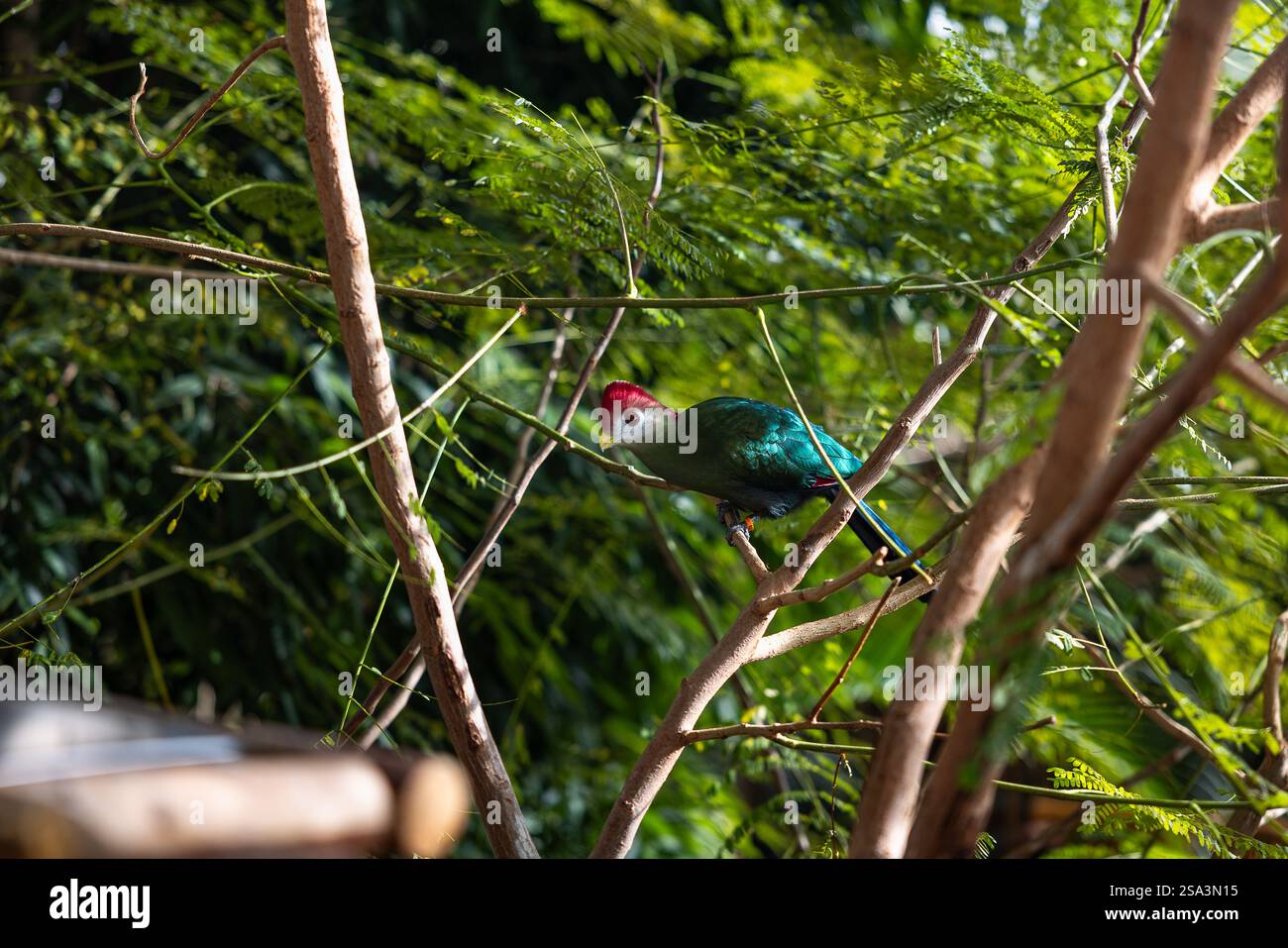 Red-crested Turaco resting on a branch of a tree in Yas island Seaworld ...