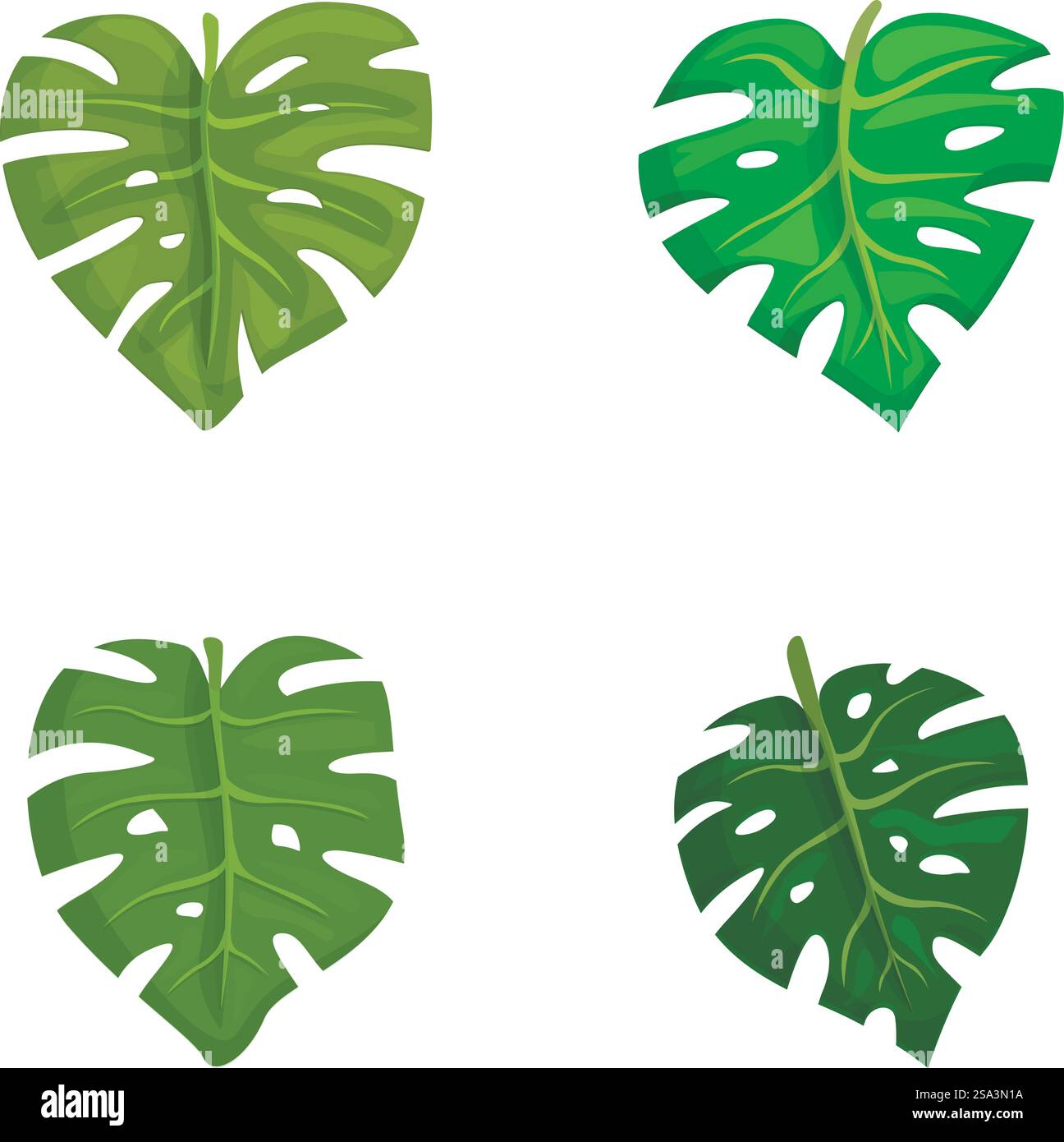 Collection of four different styled monstera deliciosa leaves in vector ...