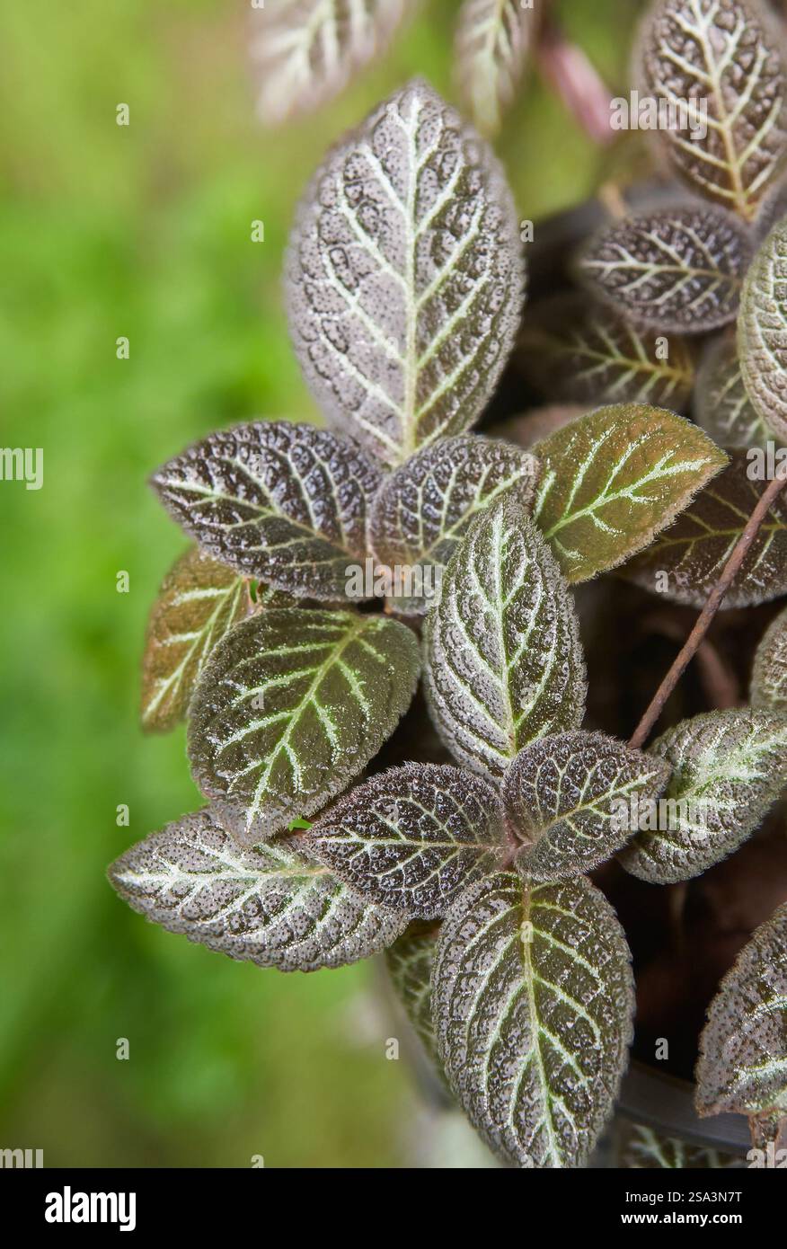 close-up view of flame violet plant foliage in garden, heart shaped ...
