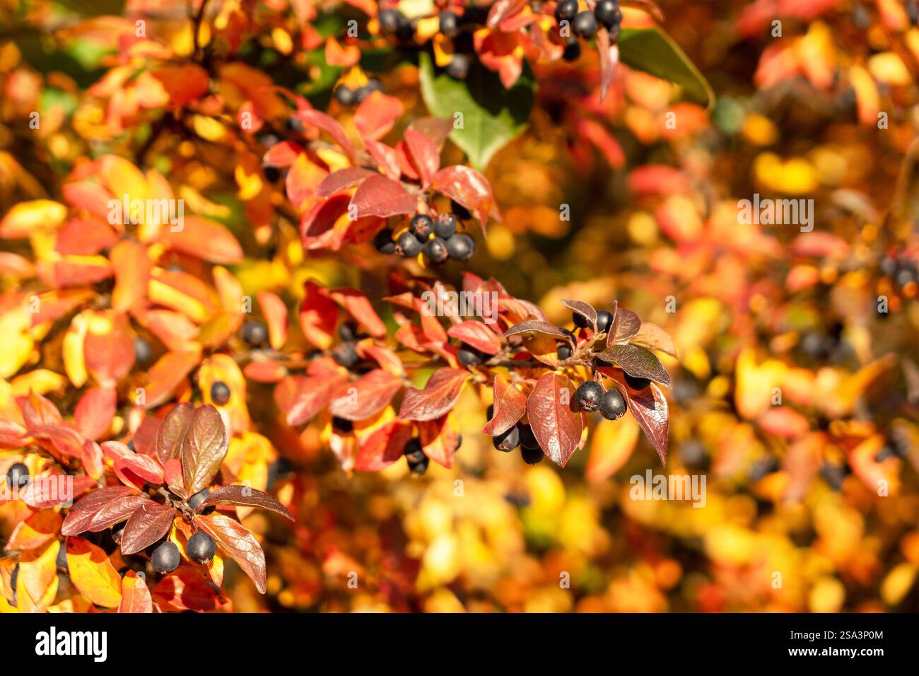 Aronia melanocarpa or black chokeberry is species of shrubs in the rose ...