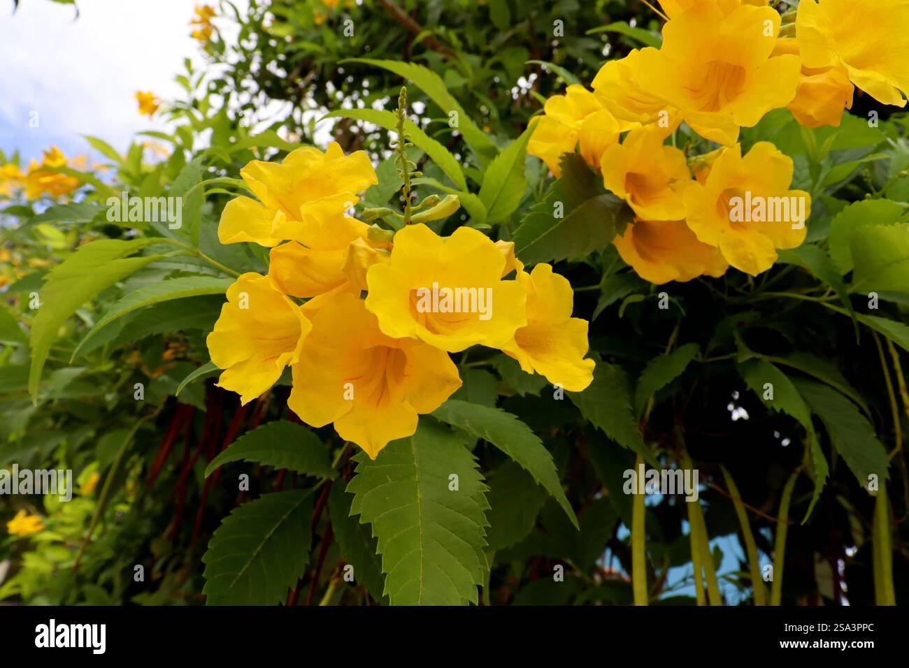 Ornamental plant and tropical shrub with yellow flowers, Allamanda ...