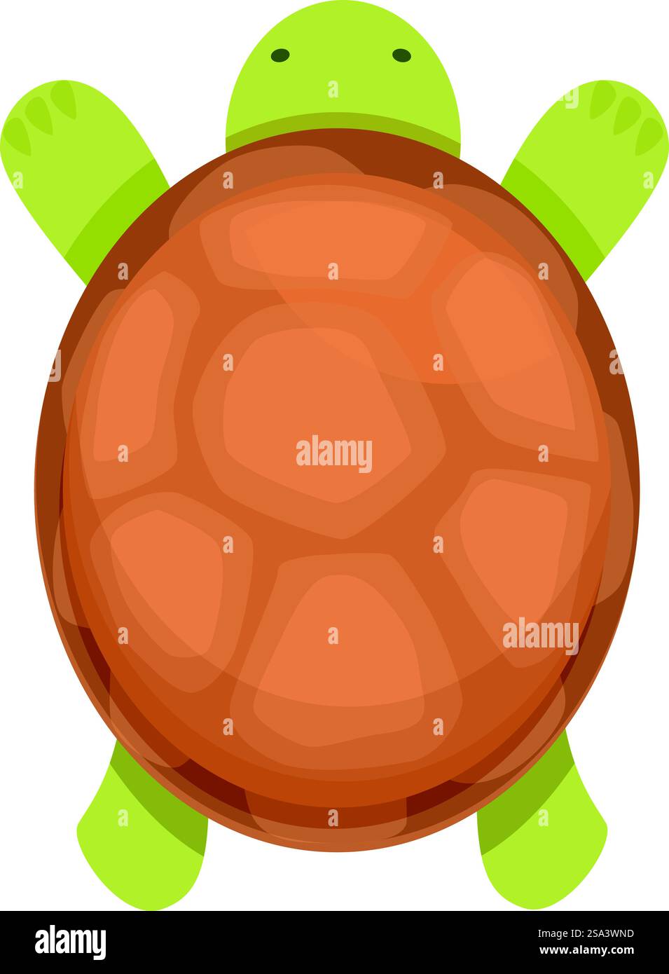 Turtle shell top view hi-res stock photography and images - Alamy