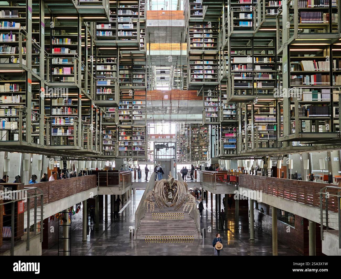 Mexico City, Mexico - Nov 20 2024: Gray whale skeleton in the ...
