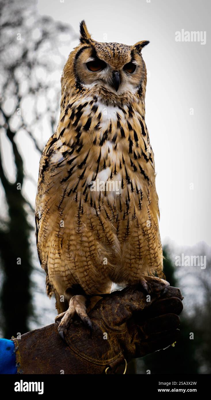 A magnificent Owl perches upon a mans hand. This image displays the ...