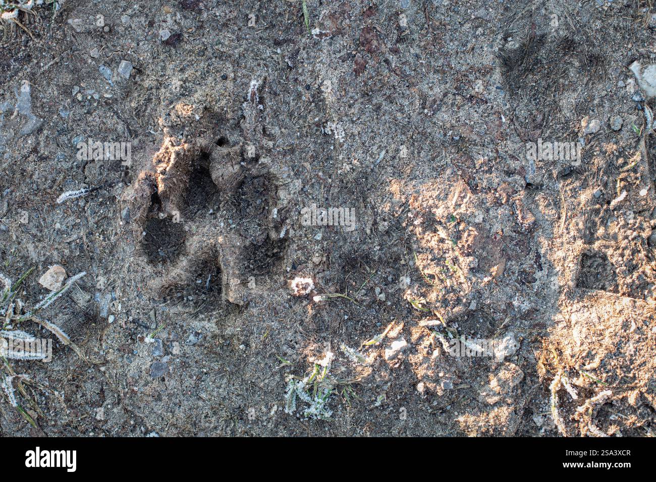 Fresh animal tracks are visible in the dirt, hinting at wildlife ...