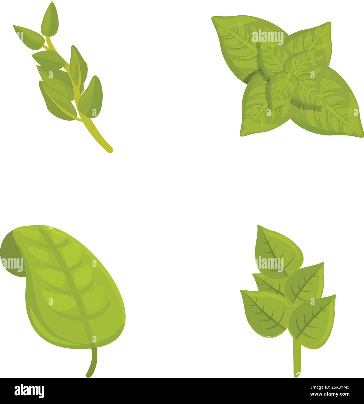 Basil icons set cartoon vector. Basil stem with green leaf. Healthy ...
