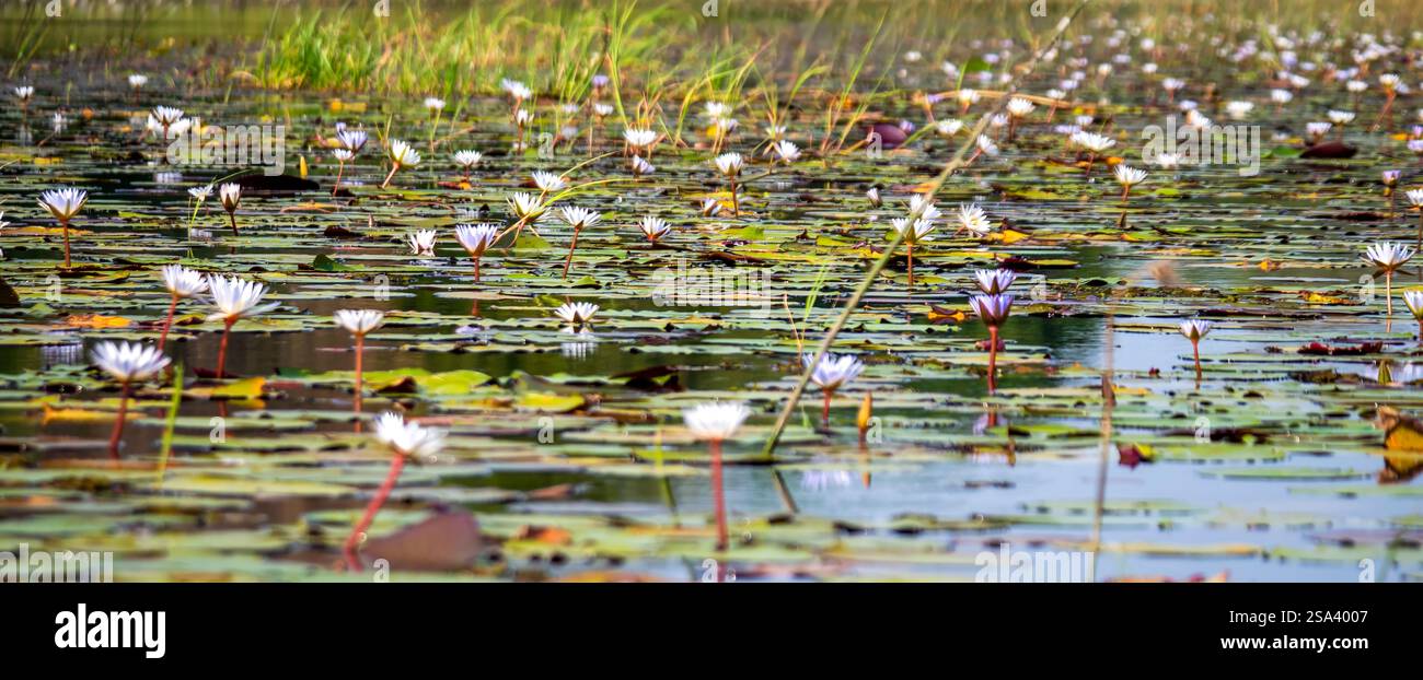 Star rose panorama (Nymphaea nouchali) in the Okovango Delta in ...