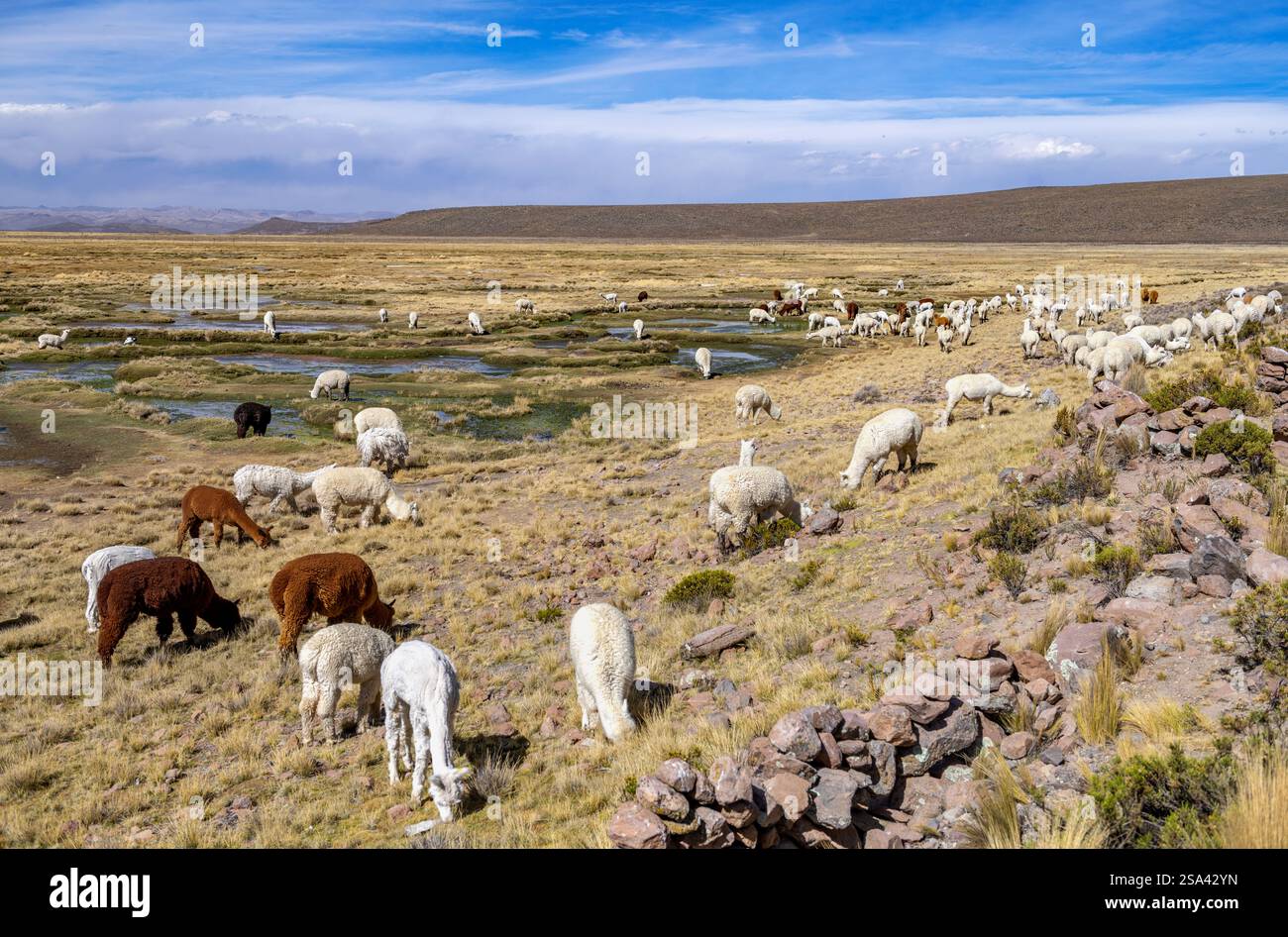 Alpacas peru hi-res stock photography and images - Alamy