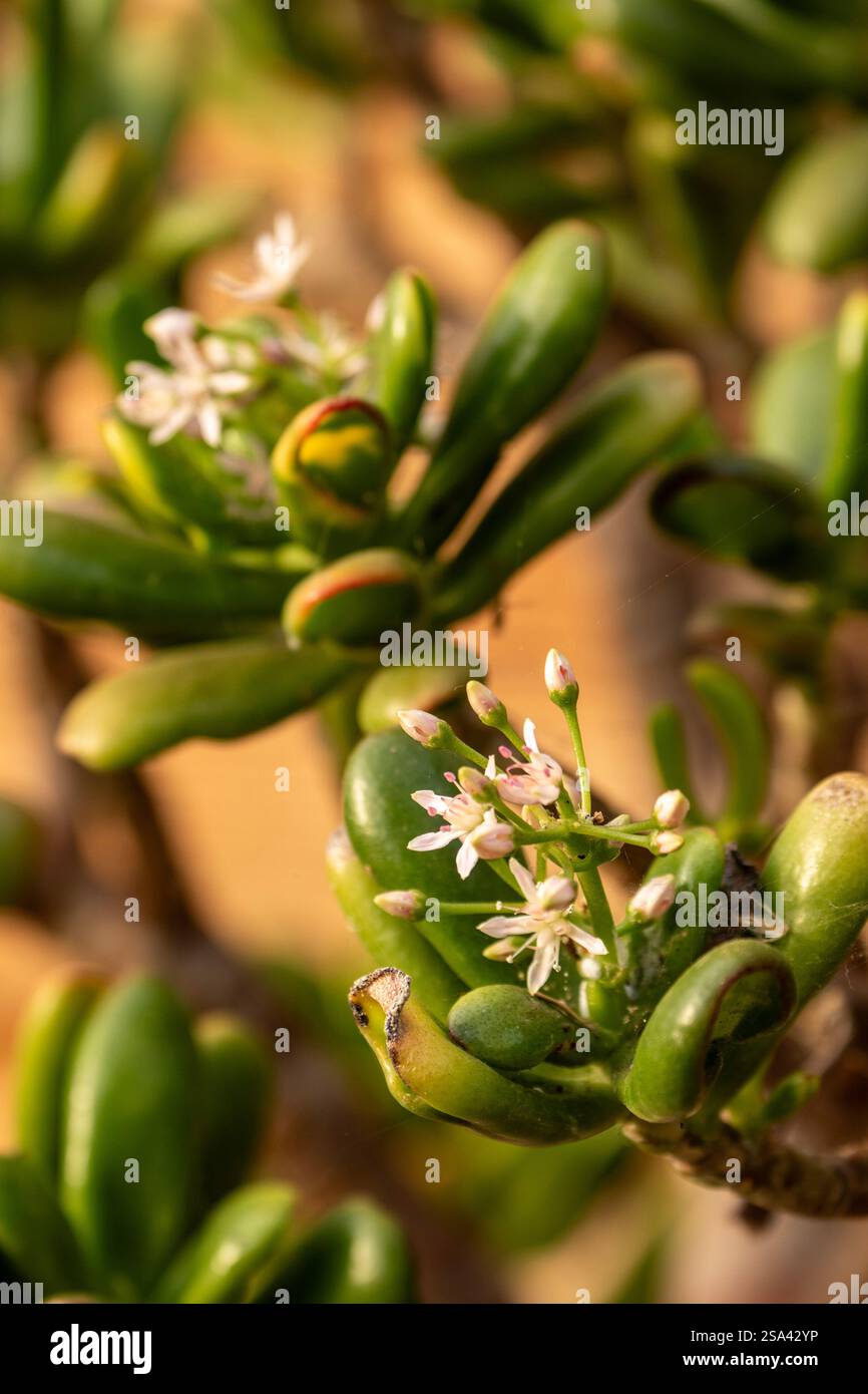 Natural close up flowering, small white flowers, plant portrait of ...